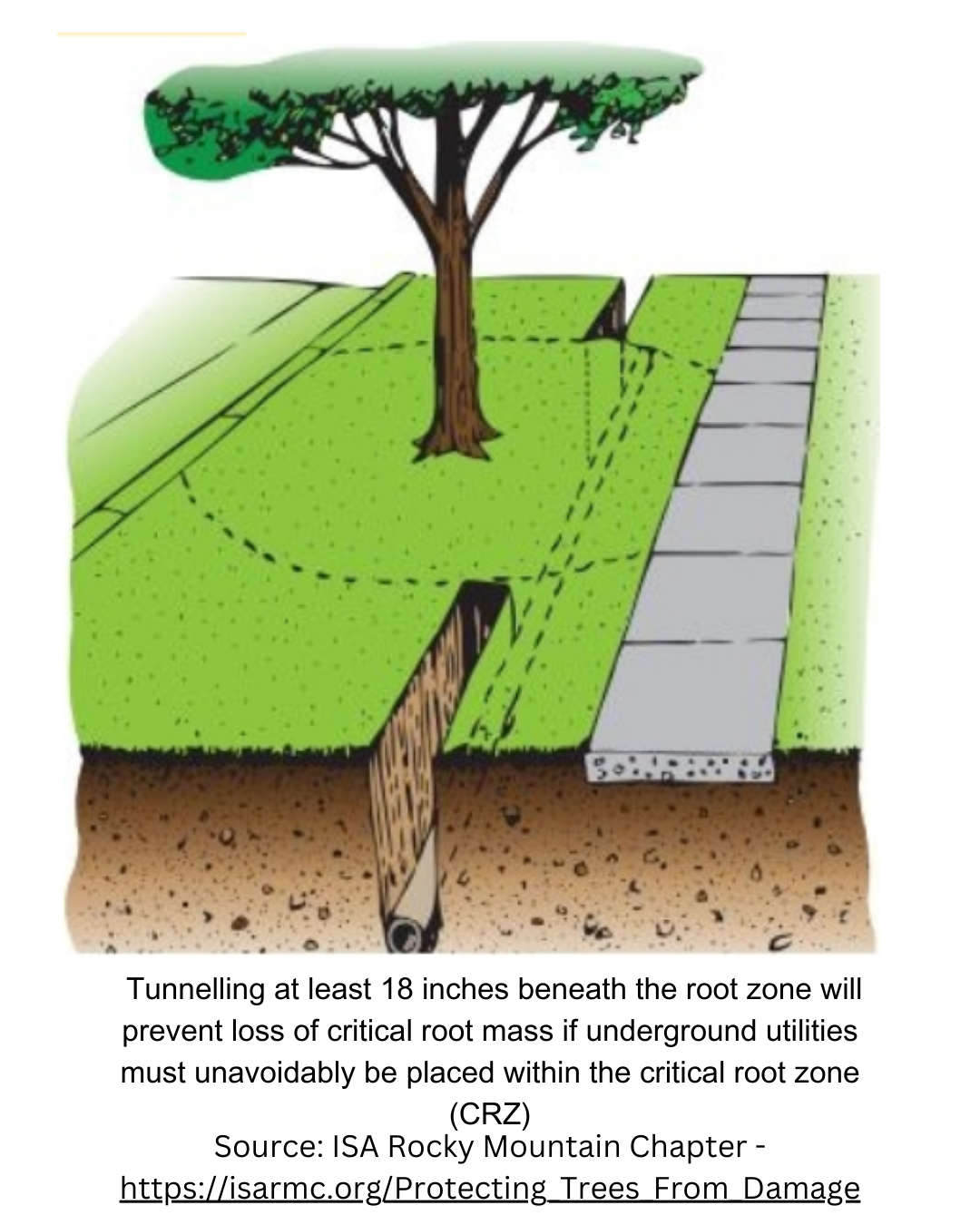 Tree Protection Guide for Toronto Construction (2025)