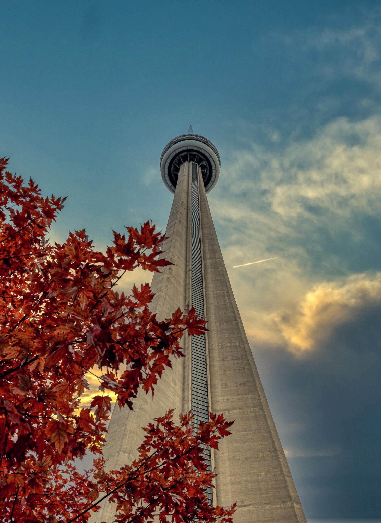 Tree Protection Guide for Toronto Construction (2025)